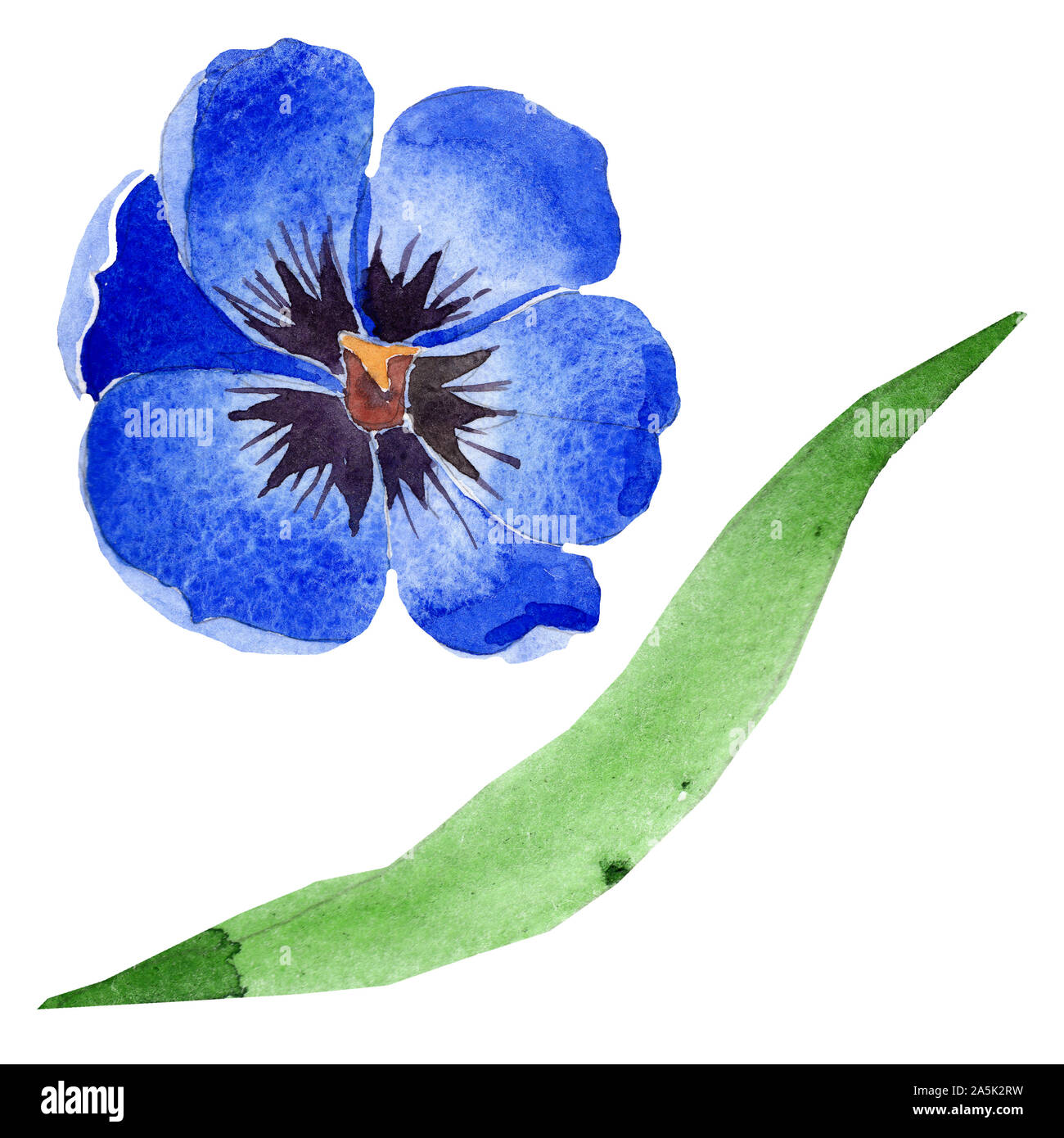 Blue tulip floral botanical flowers. Watercolor background illustration ...