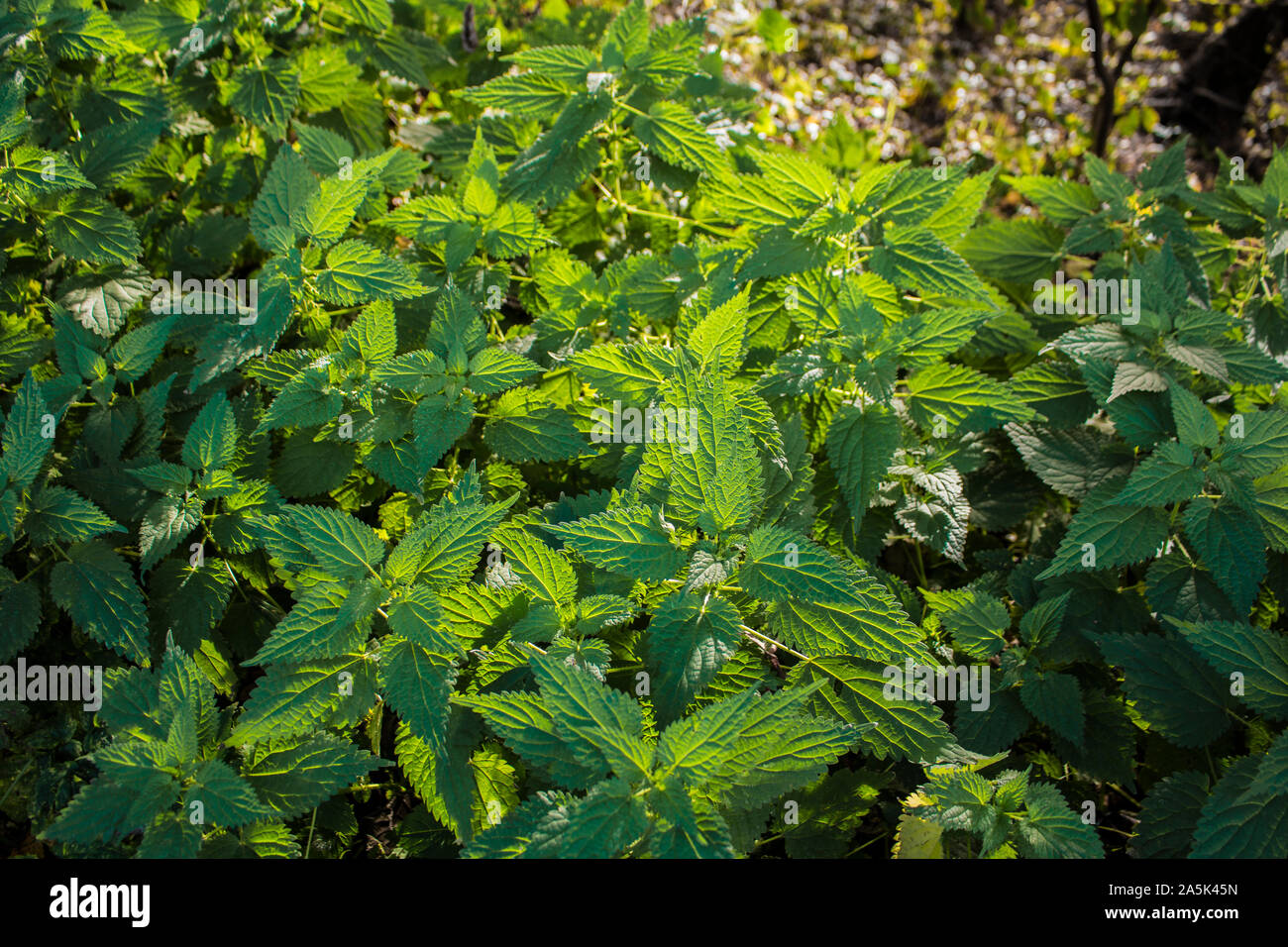 Plants in forests with sunshine. Satisfied, fresh nettles with sunbeams ...