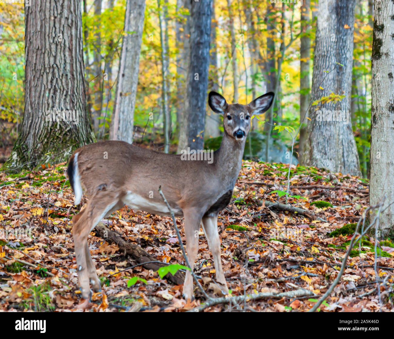 Button buck hi-res stock photography and images - Alamy