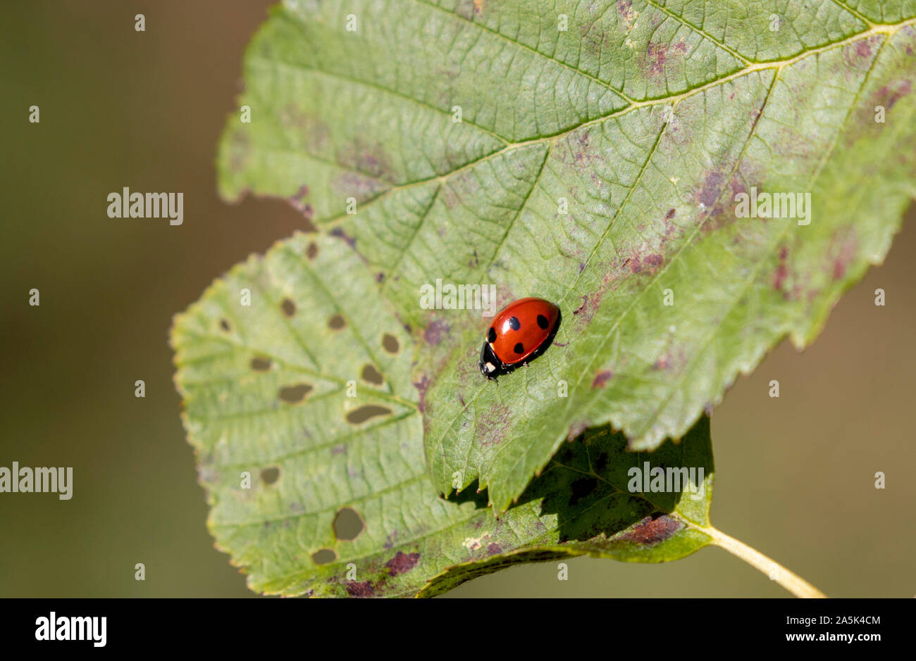 Ladybird in nature hi-res stock photography and images - Alamy