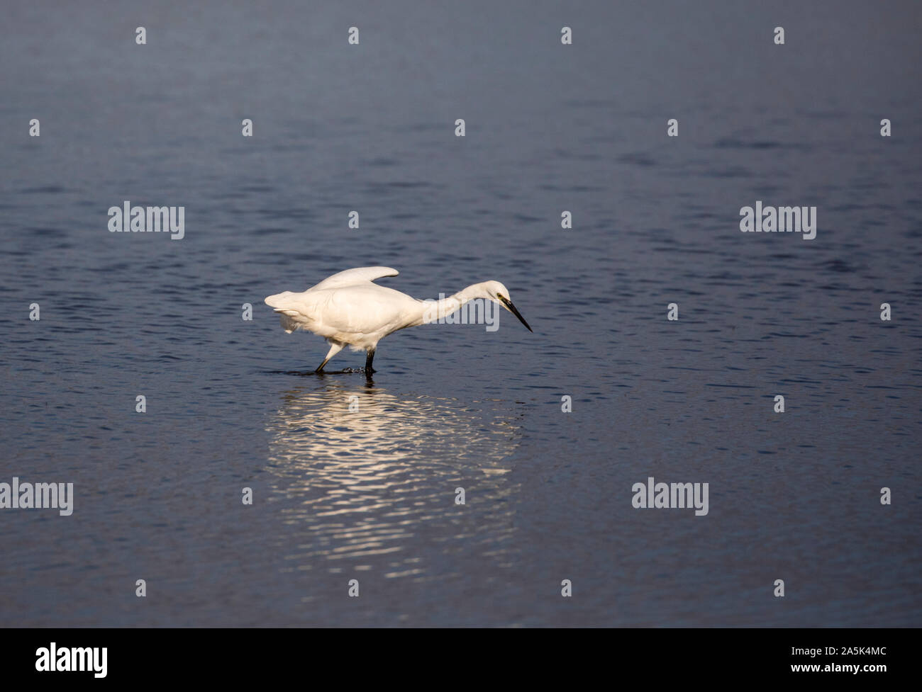 Little egret hunting at Saltholme RSPB Reserve Stock Photo - Alamy
