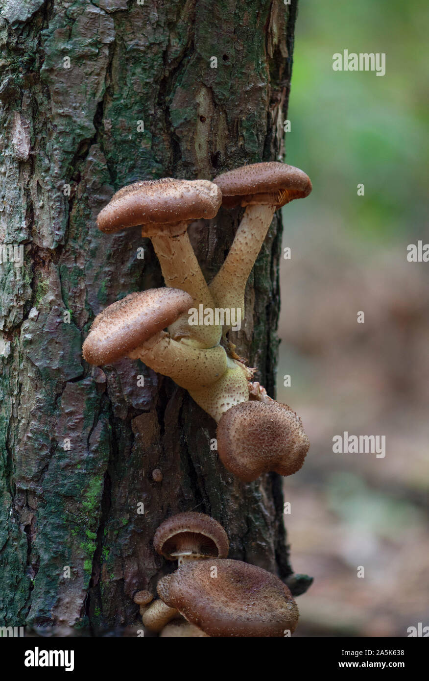 Humongous fungus hi-res stock photography and images - Alamy