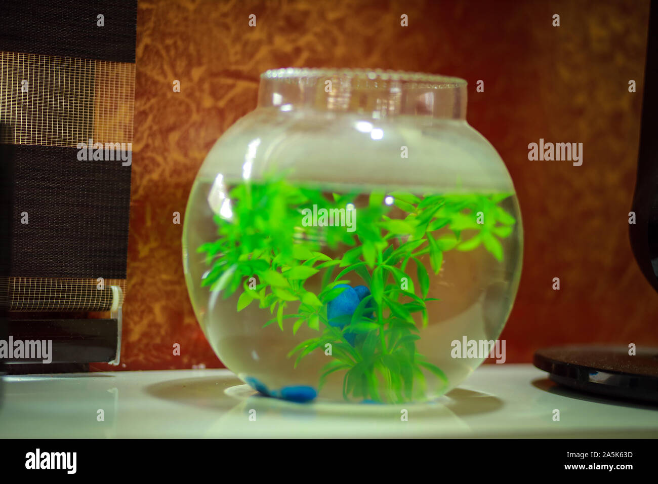 animal, aquarium, background, fish, fishbowl, fresh, glass, green, pet ...