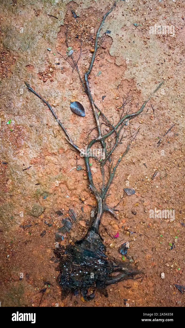 A graceful tree root in earth Stock Photo - Alamy