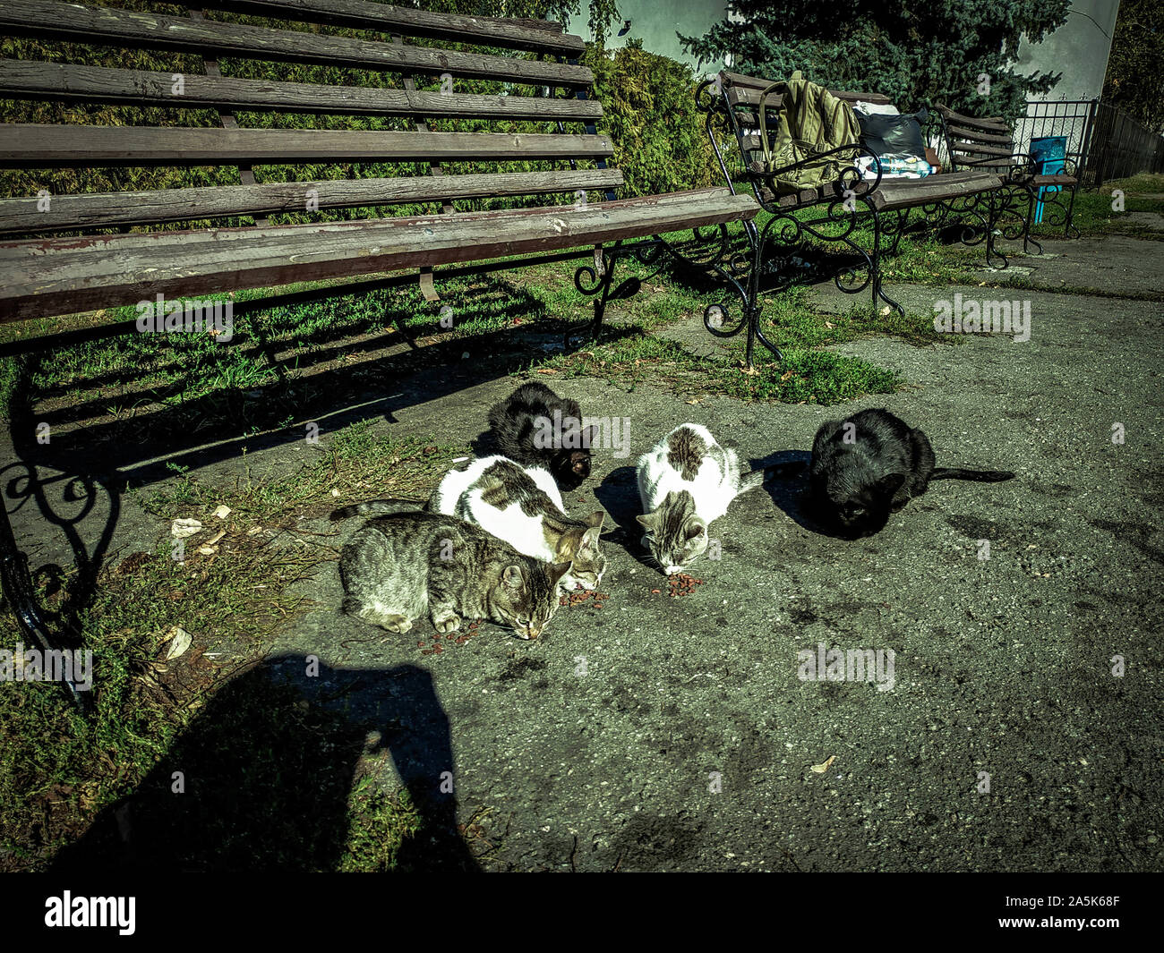 Homeless cats eat food near the bench, you can see the shadow of the ...