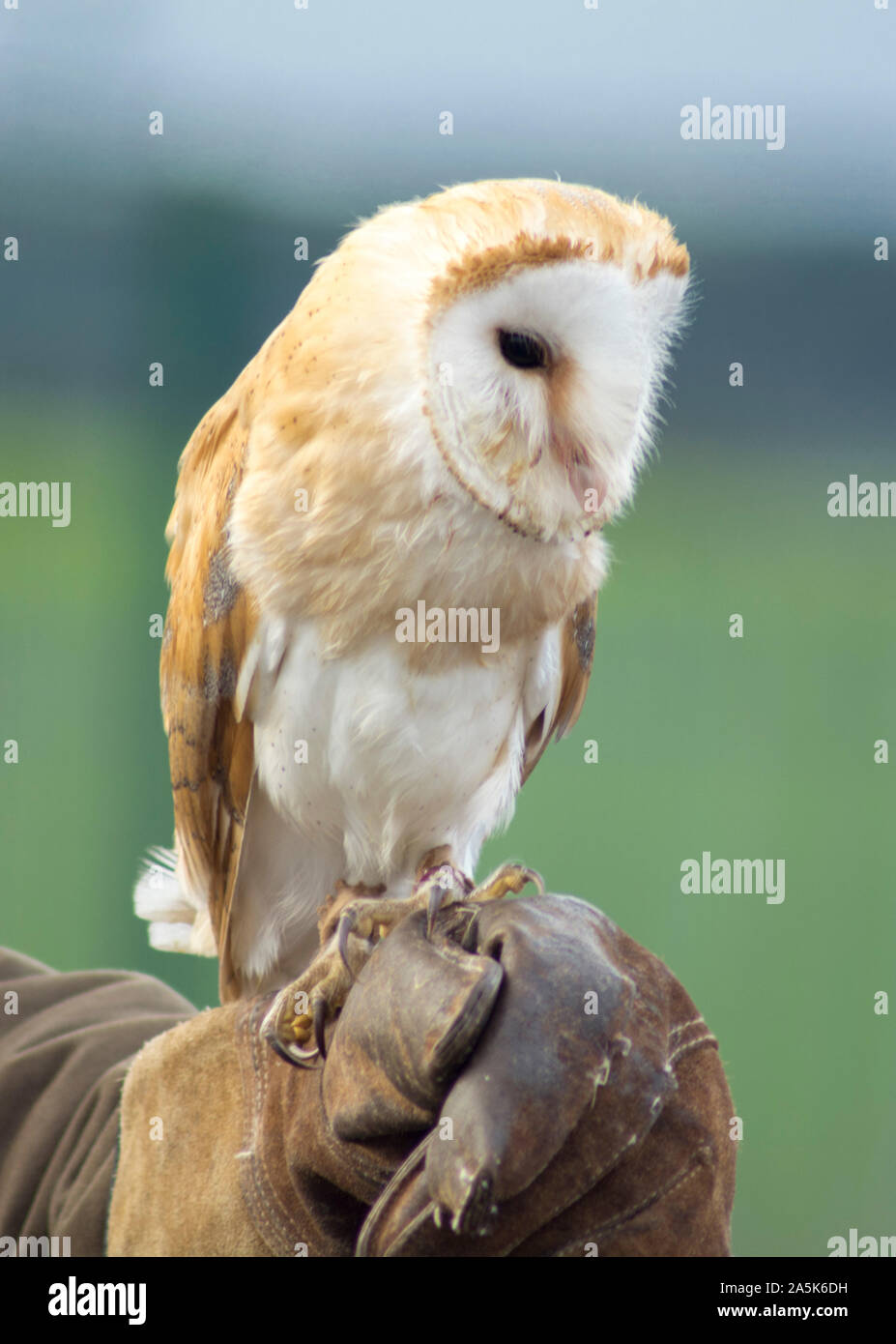 Wildlife rescue owl hi-res stock photography and images - Alamy