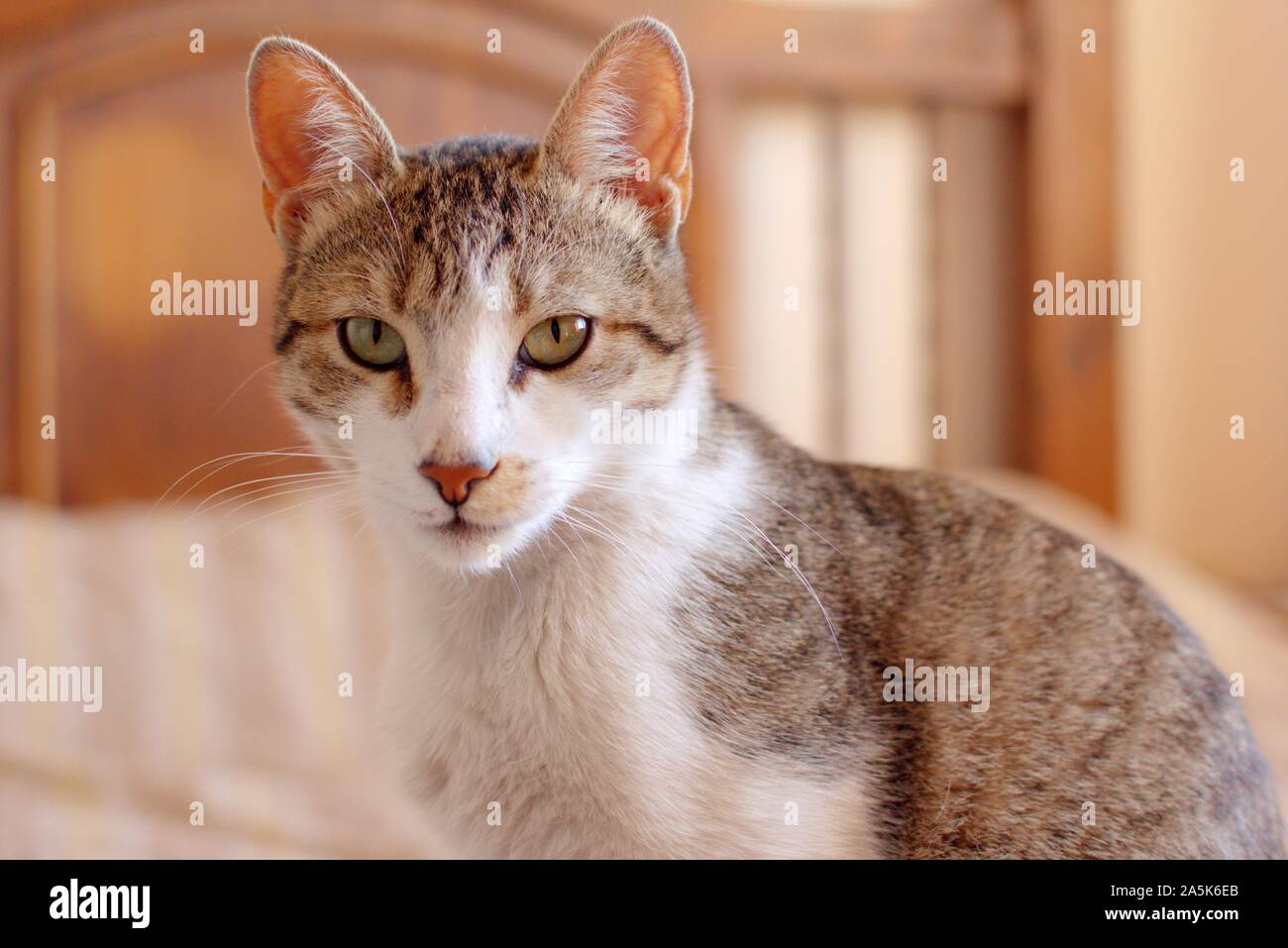 Young tabby cat staring intensely at the camera Stock Photo - Alamy