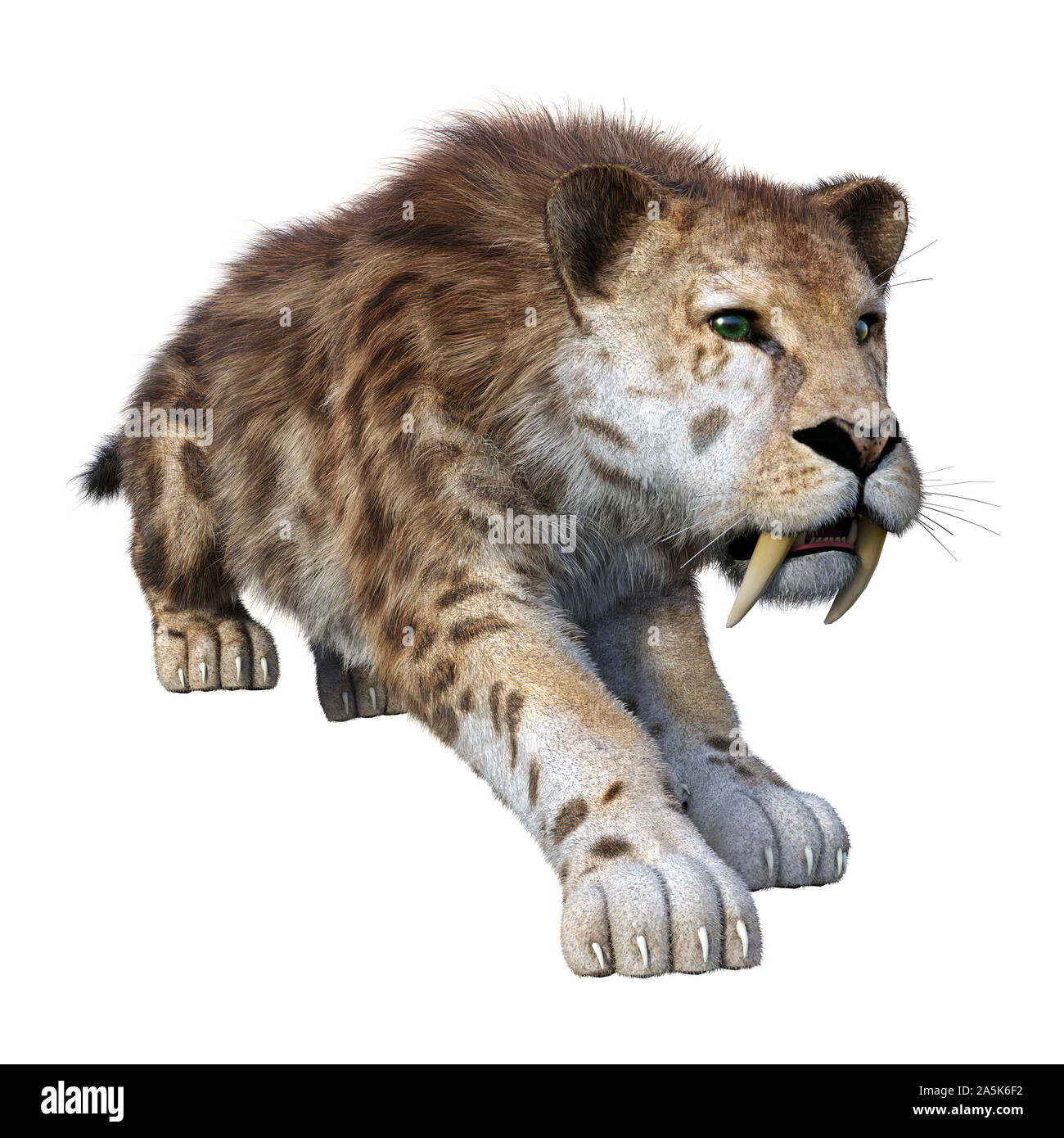 3D rendering of a sabertooth tiger isolated on white background Stock ...