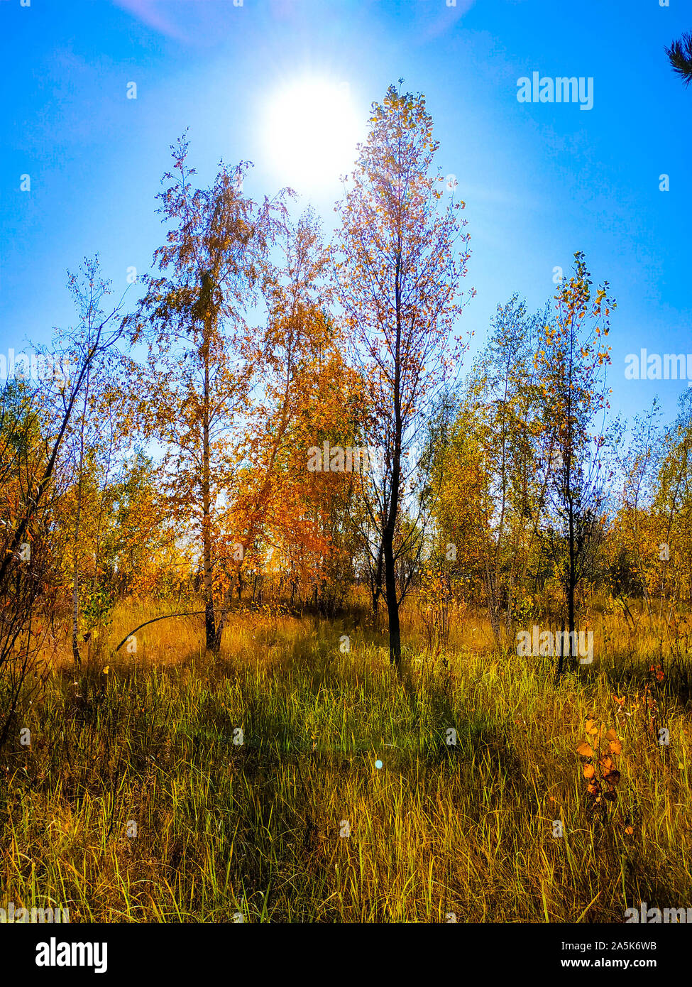 Beautiful autumn landscape, blue sky, sun, trees Stock Photo - Alamy