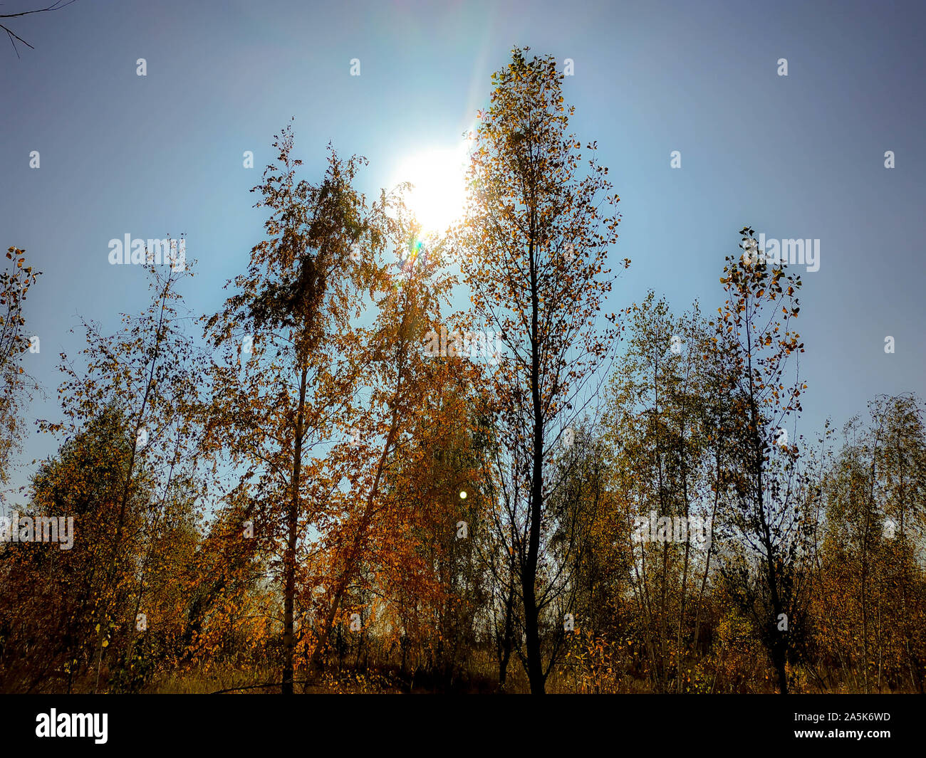 Beautiful autumn landscape, blue sky, sun, trees Stock Photo - Alamy