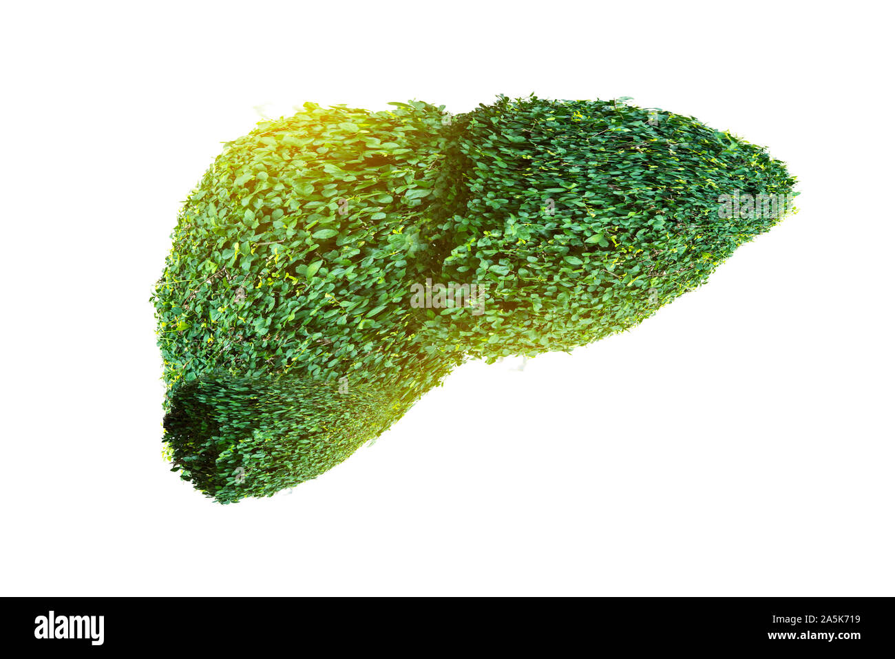 Realistic liver images are human green tree shapes about diseases and ...