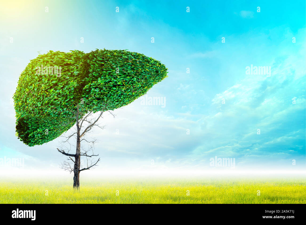 Realistic liver images are human green tree shapes about diseases and ...