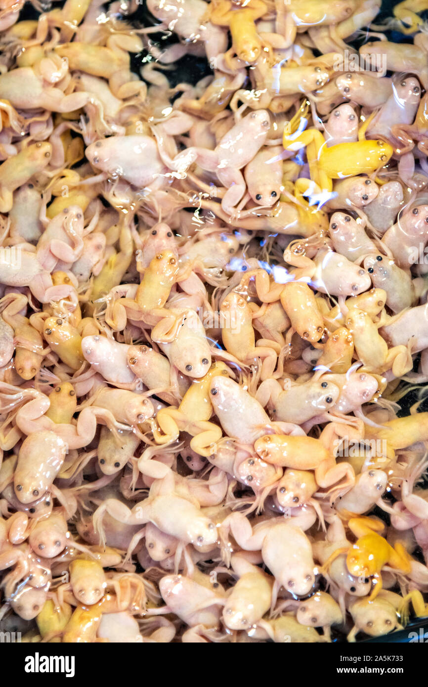 Albino african clawed frogs frog hi-res stock photography and images ...