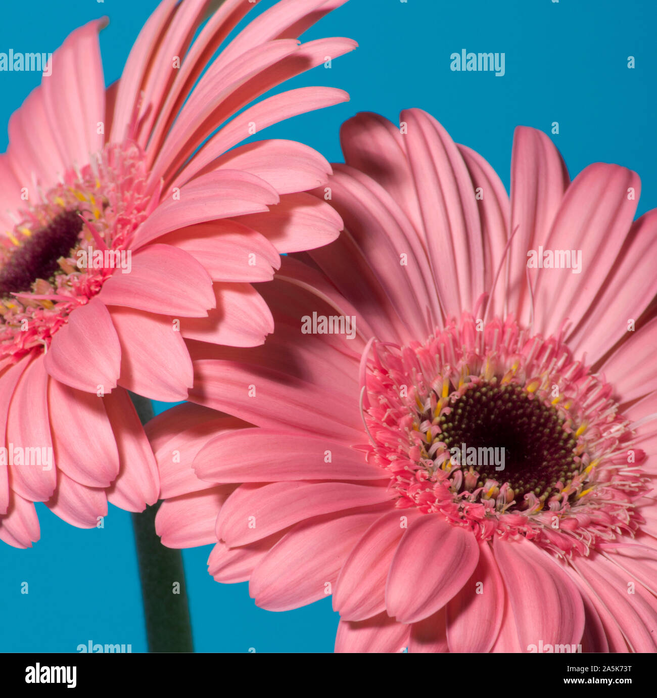 Pretty pink daisy flowers hi-res stock photography and images - Alamy