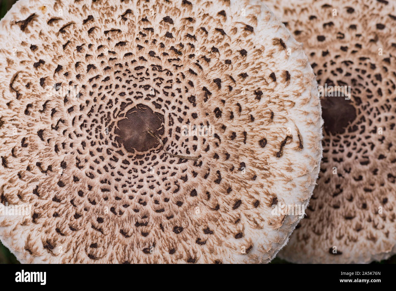 Top view edible mushrooms hi-res stock photography and images - Alamy
