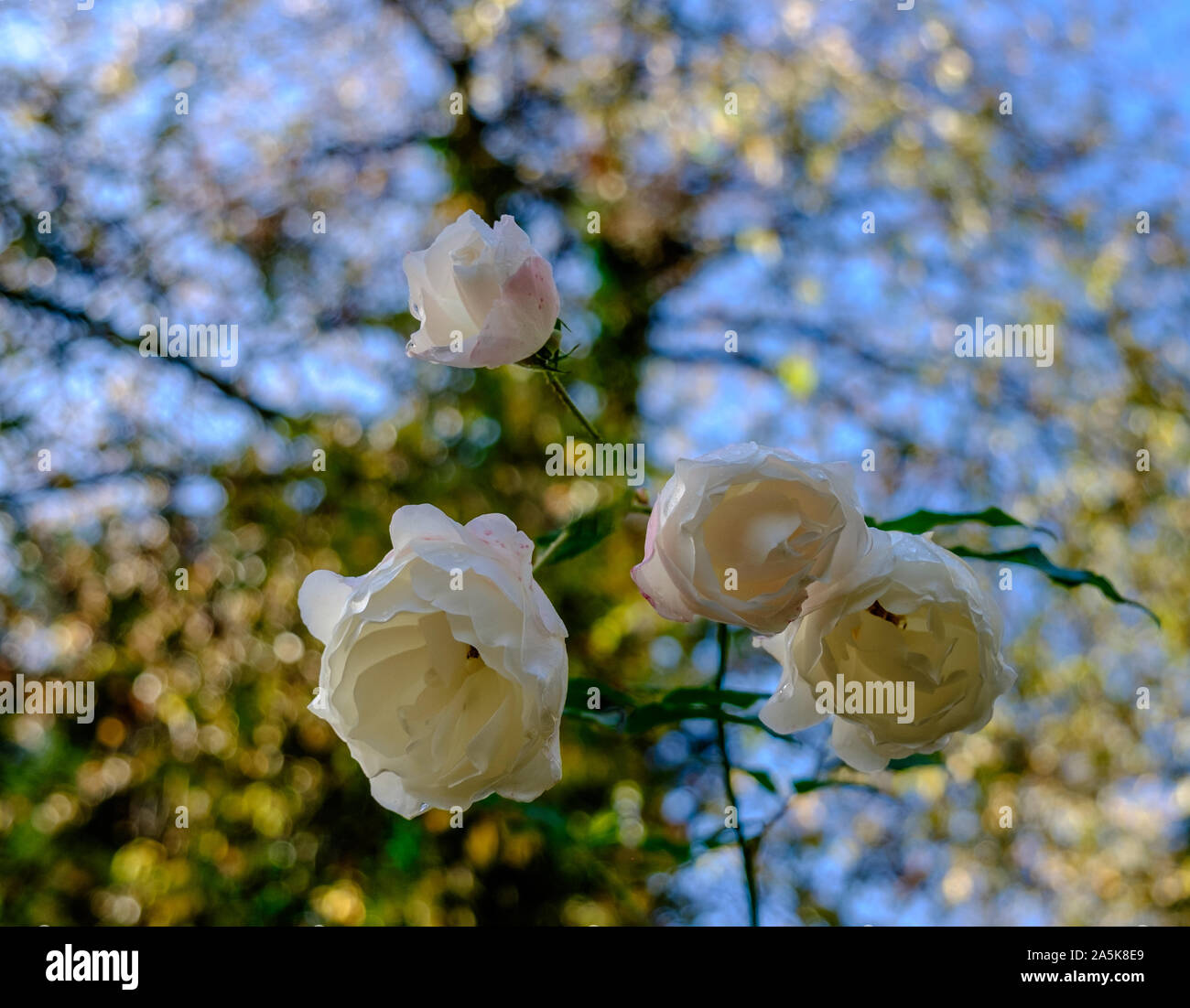 Full bloom, roses hi-res stock photography and images - Alamy