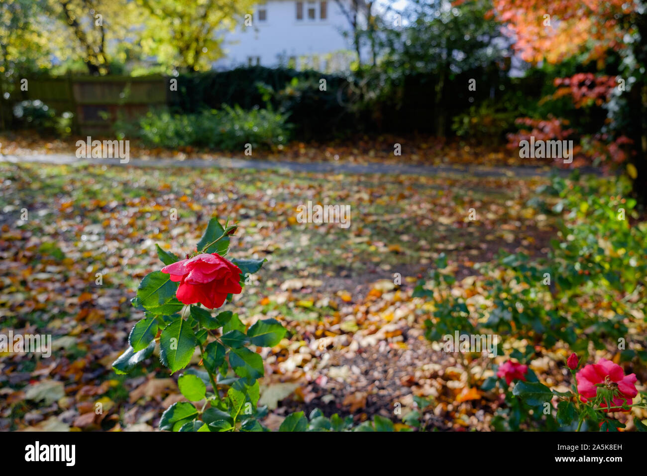 Red roses in bloom in Autumn at the park with brown fallen leaves on ...