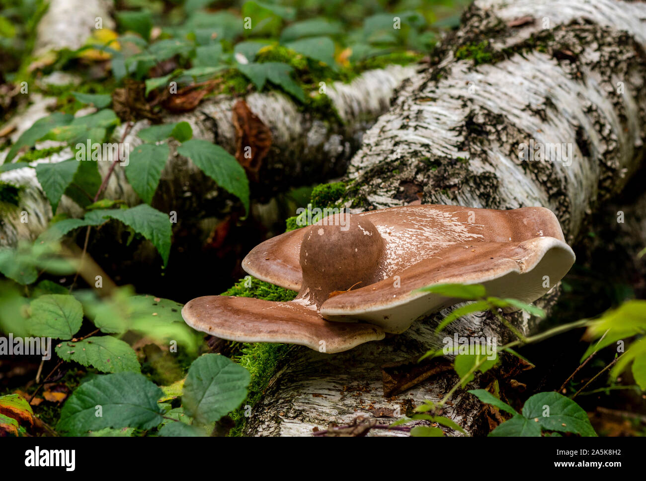 Birch conk fungus hi-res stock photography and images - Alamy
