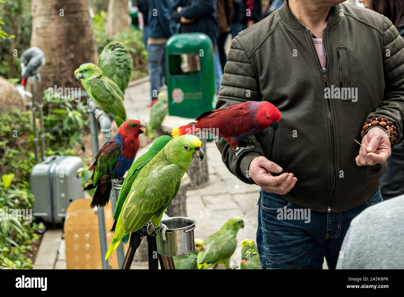 Bird enthusiasts show off their exotic birds at the Yuen Po Street Bird ...
