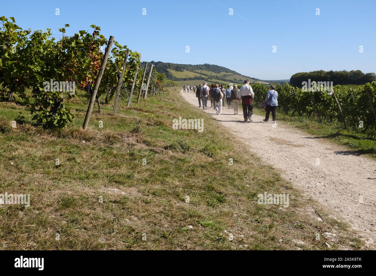 Visitors on wine tour in English vineyard Stock Photo - Alamy
