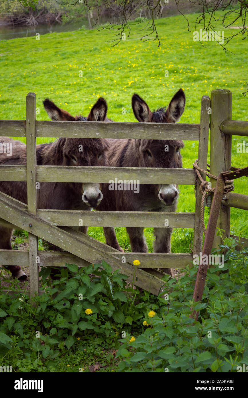 Donkeys couple hi-res stock photography and images - Alamy