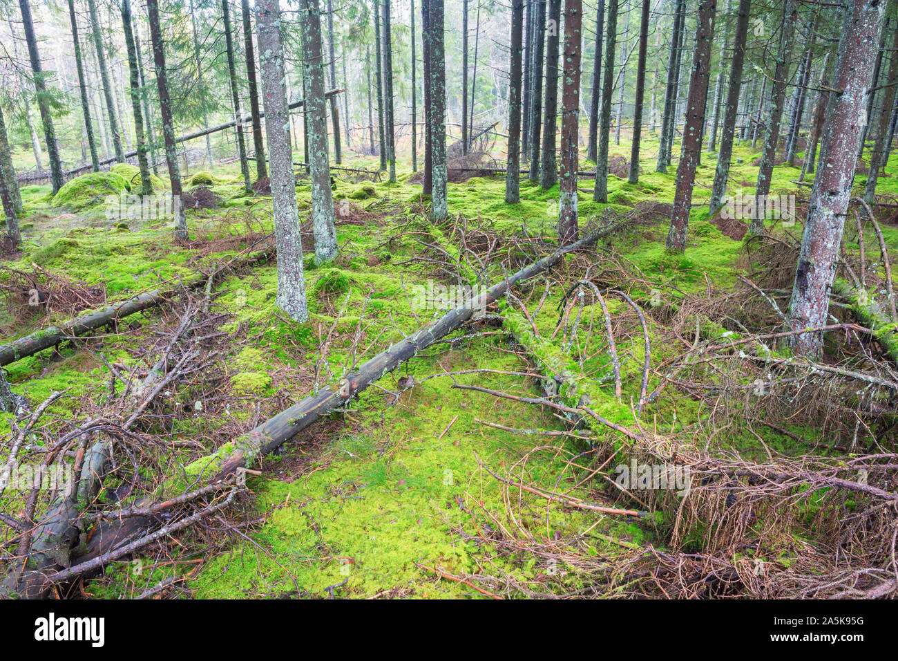 Dead spruce branches hi-res stock photography and images - Alamy