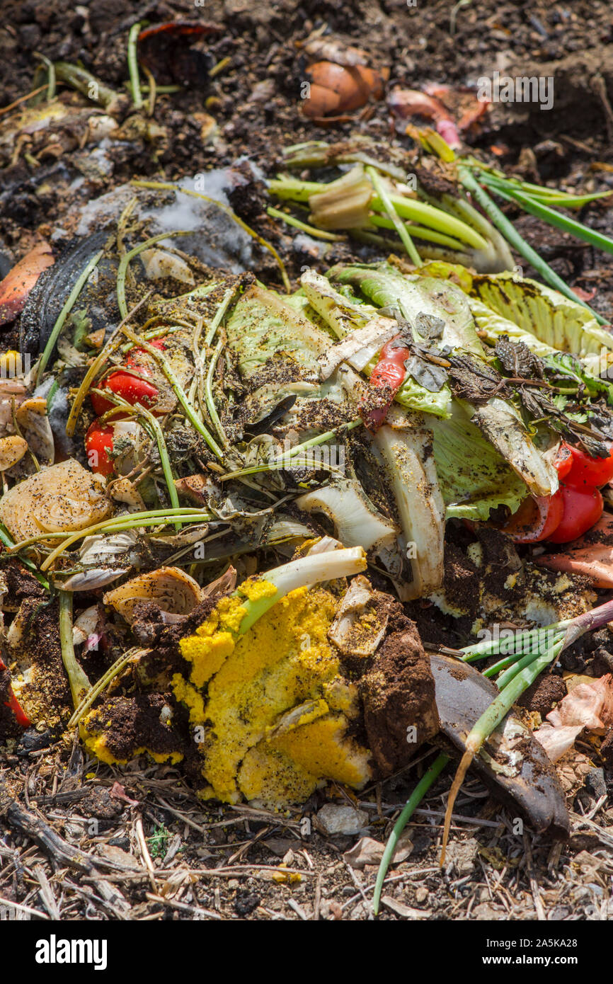 Composting pile of rotting kitchen fruits and vegetable scraps in the ...