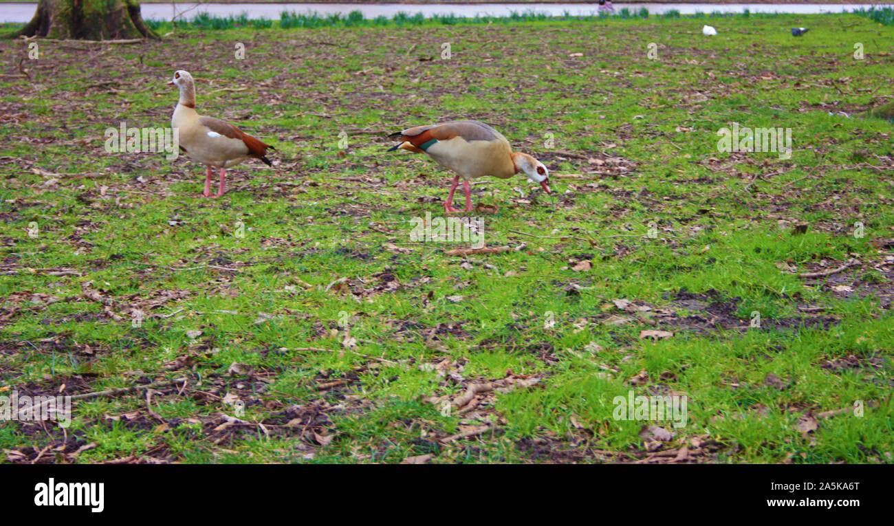gray-colored geese running around in a green grassy field in Amsterdam ...