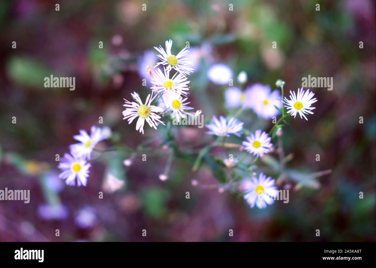 October wildflowers hi-res stock photography and images - Alamy