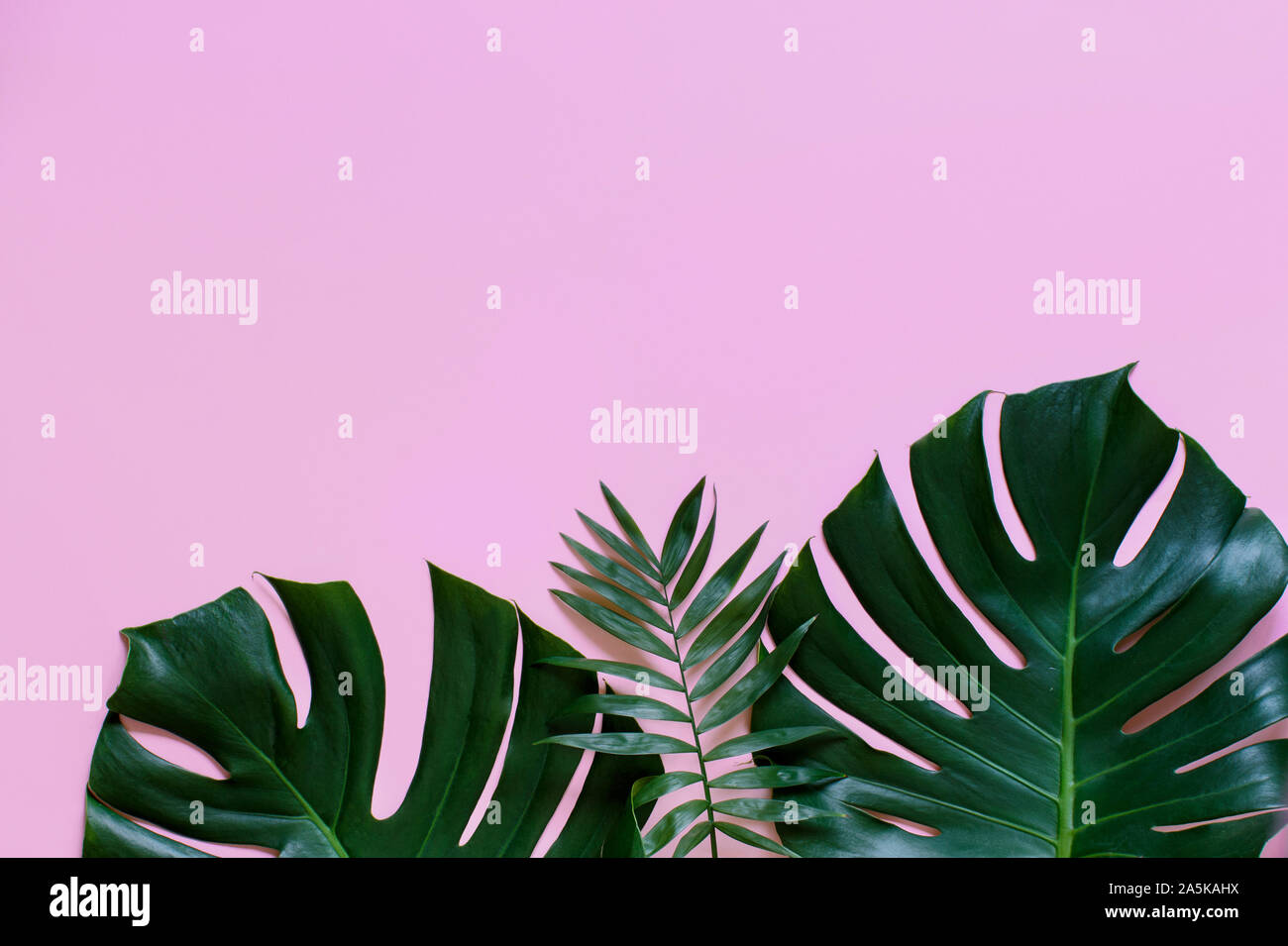 Tropical background with Monstera leaves on a light pink background top ...