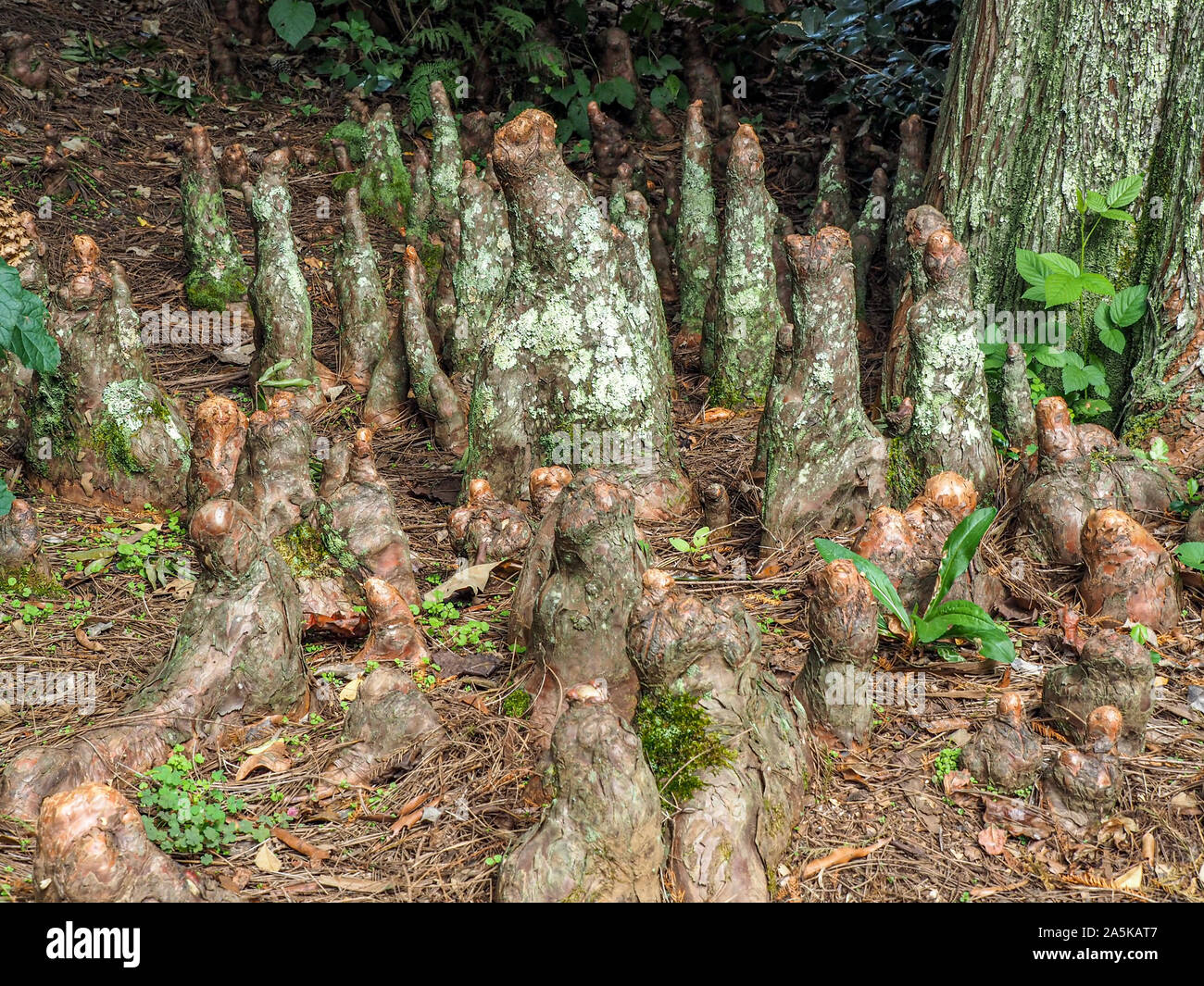 Knee roots hi-res stock photography and images - Alamy