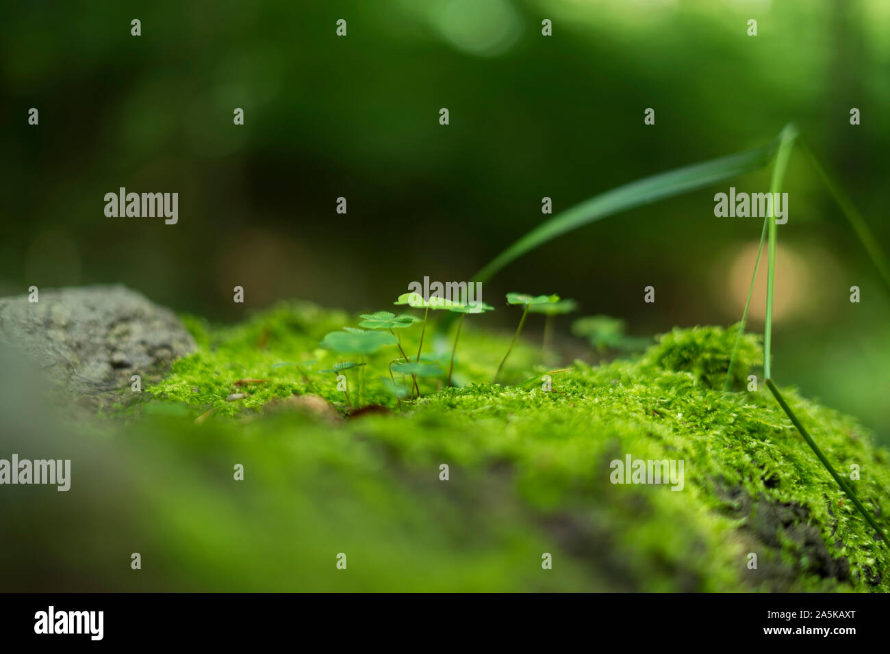 forest ground close up Stock Photo - Alamy