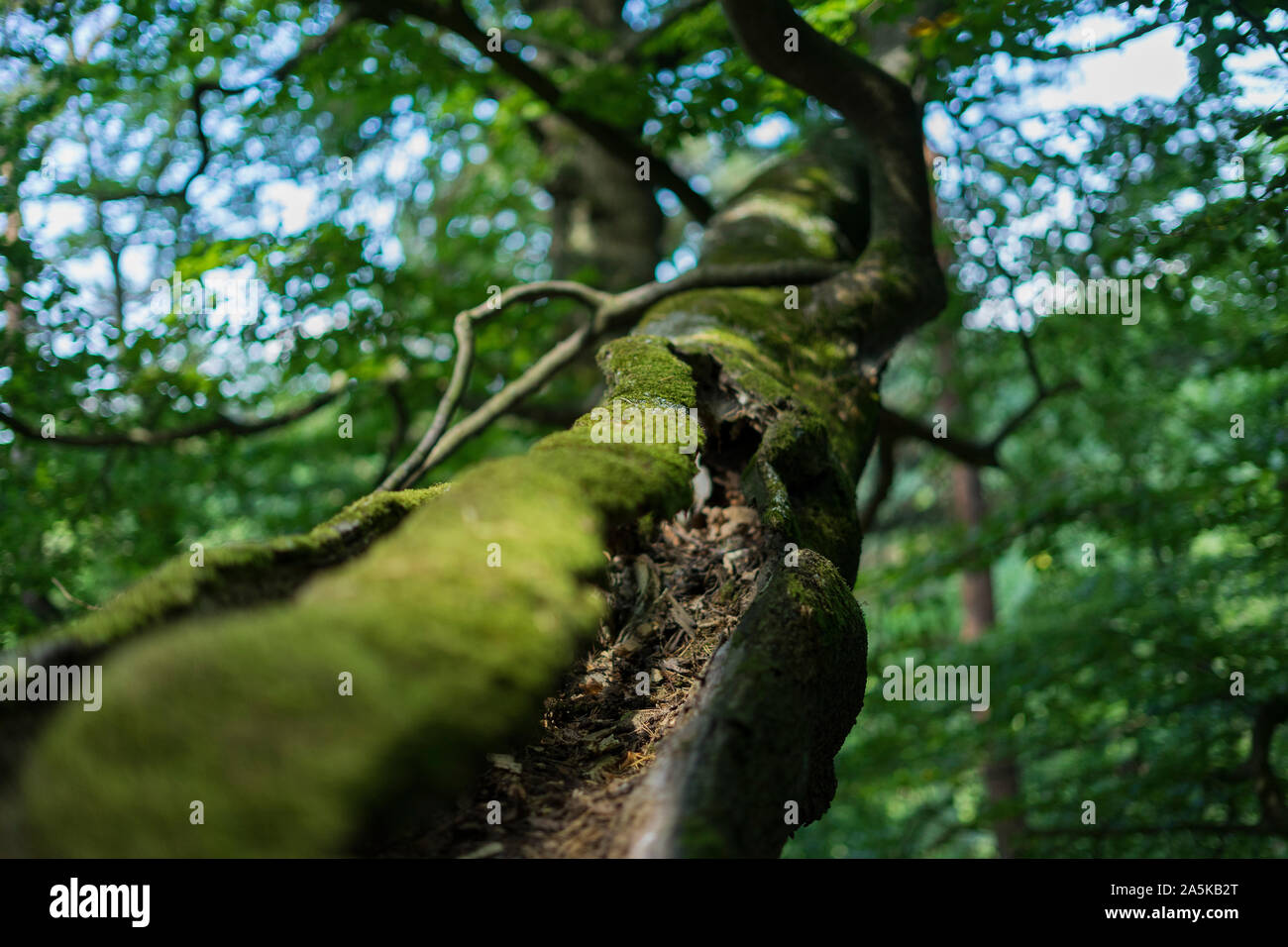 tree close up in summer Stock Photo - Alamy