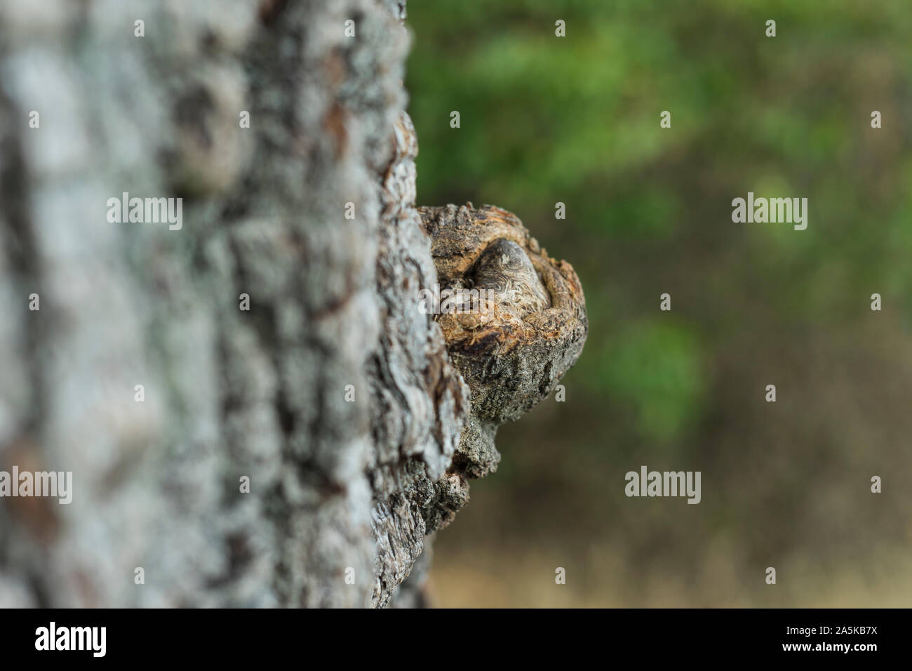 tree close up in summer Stock Photo - Alamy