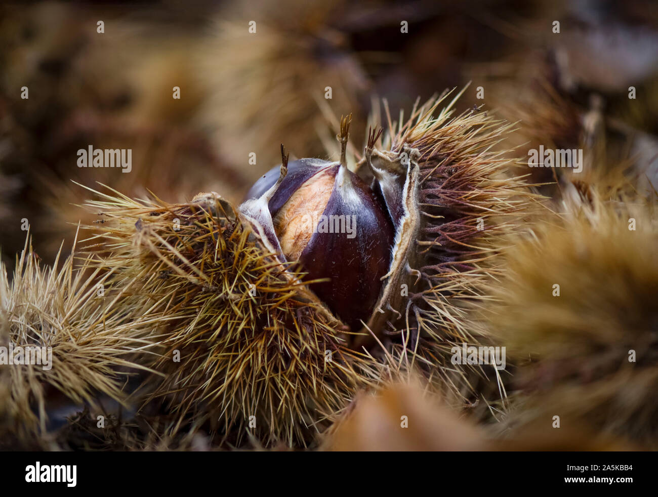 Edible chestnut hi-res stock photography and images - Alamy