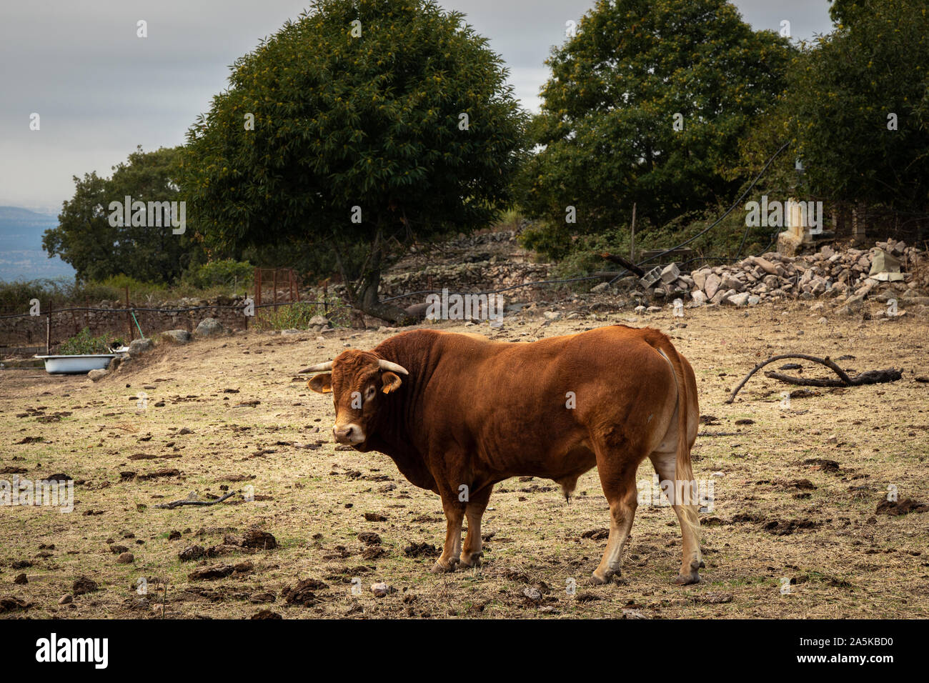 Bull raised as a stallion in a livestock farm Stock Photo - Alamy