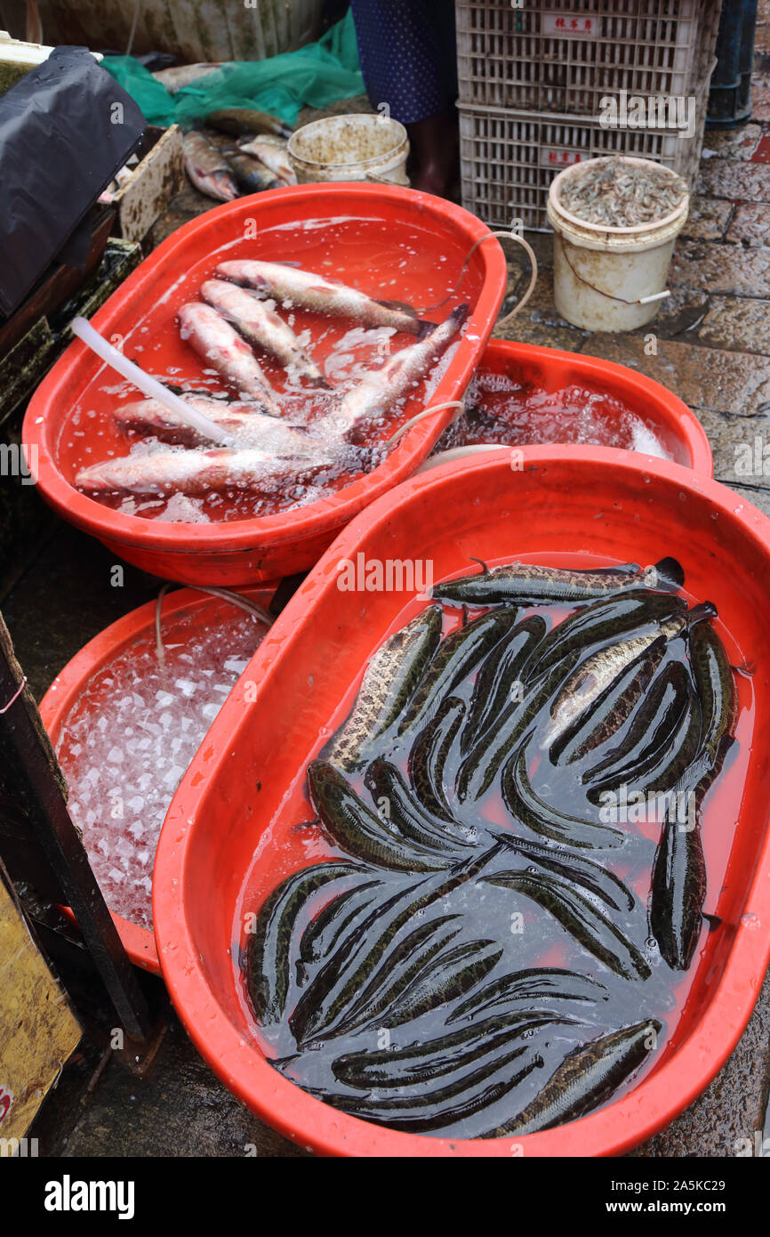 China snake food hi-res stock photography and images - Alamy