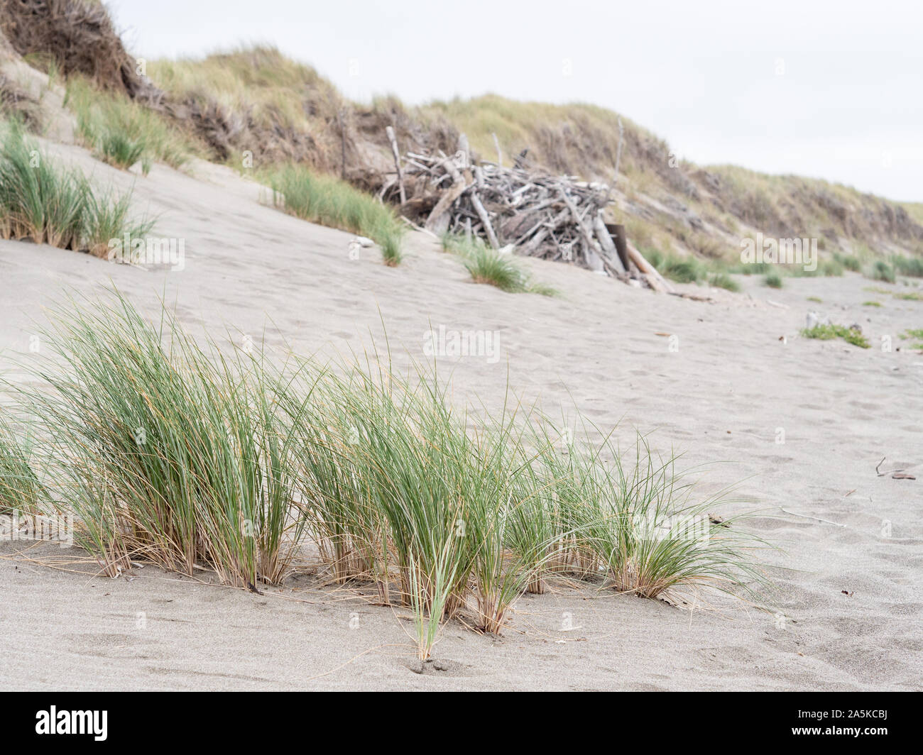 Coastal Landscape with new sea grass growing in foreground Stock Photo ...