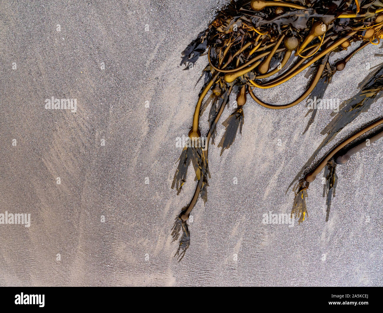 Detail of golden seaweed resting in wet sand by the ocean Stock Photo ...