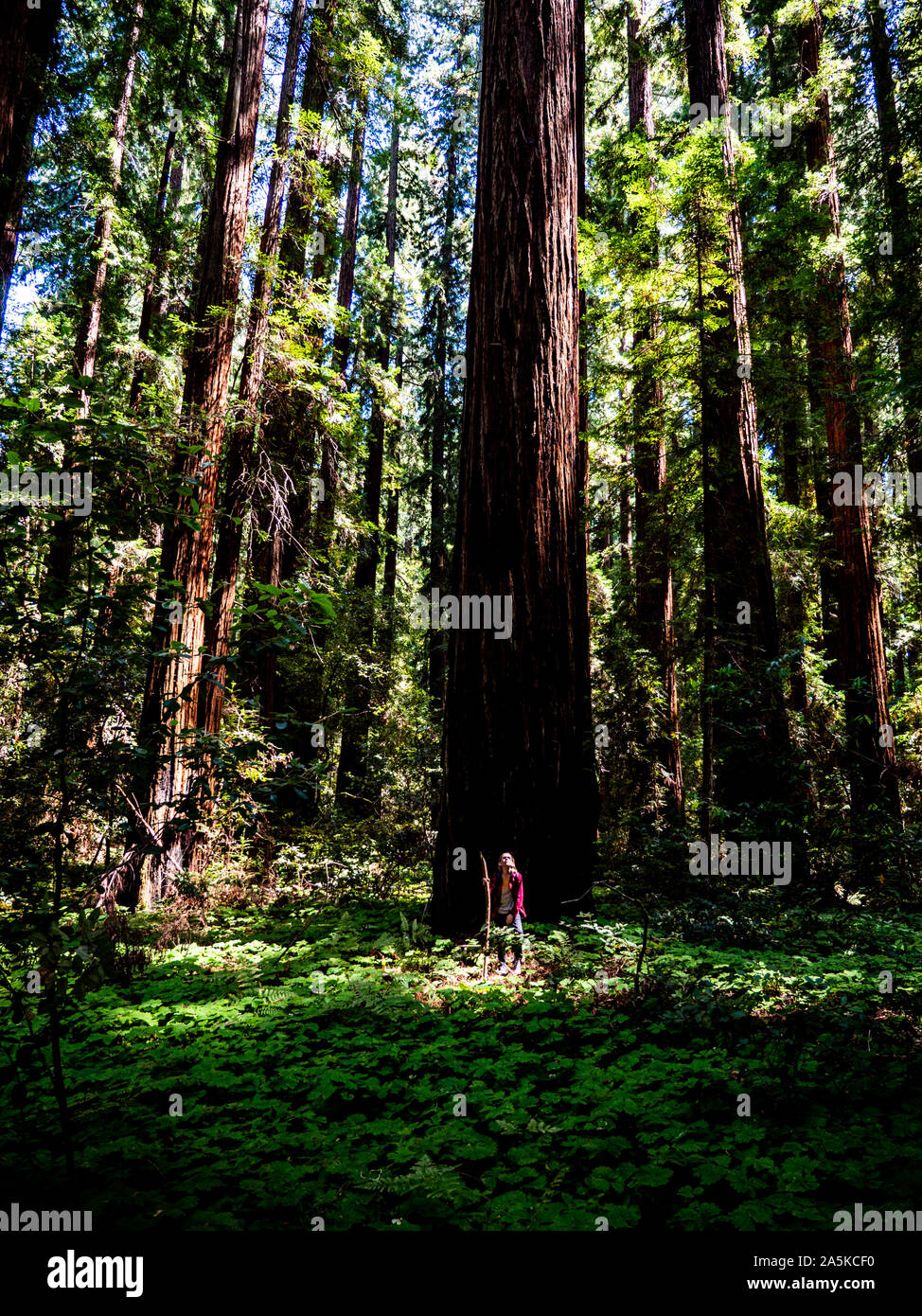 Redwood forest person hi-res stock photography and images - Alamy