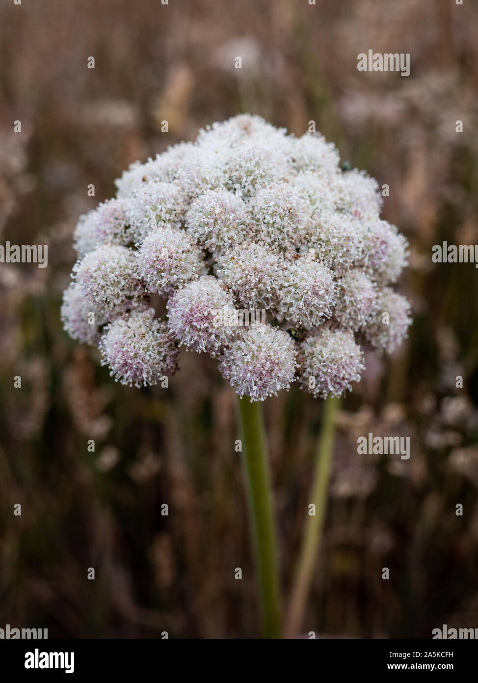 Coastal bloom hi-res stock photography and images - Alamy