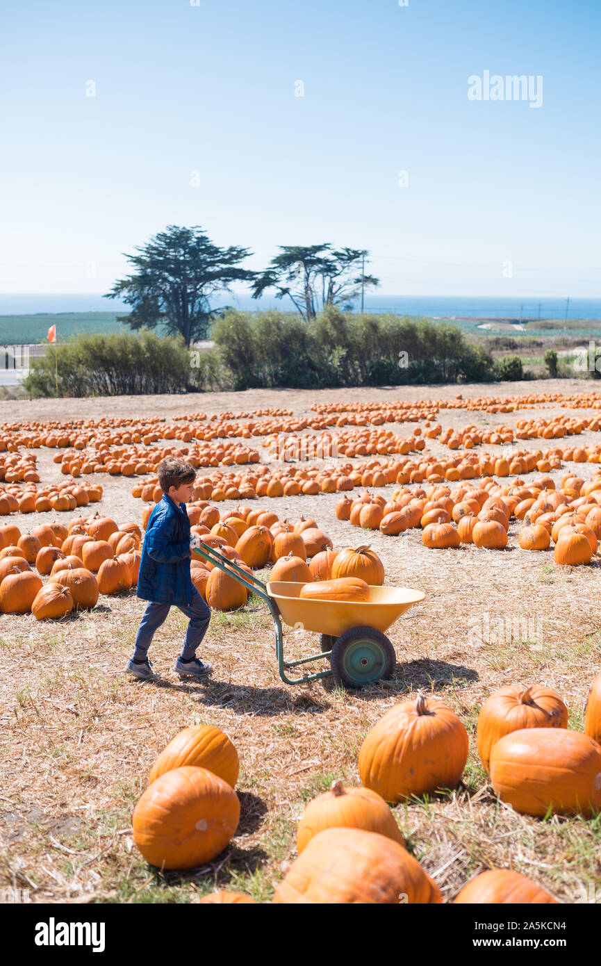 Boy pushing wheel barrow with pumpkin in pumpkin patch near coast Stock ...