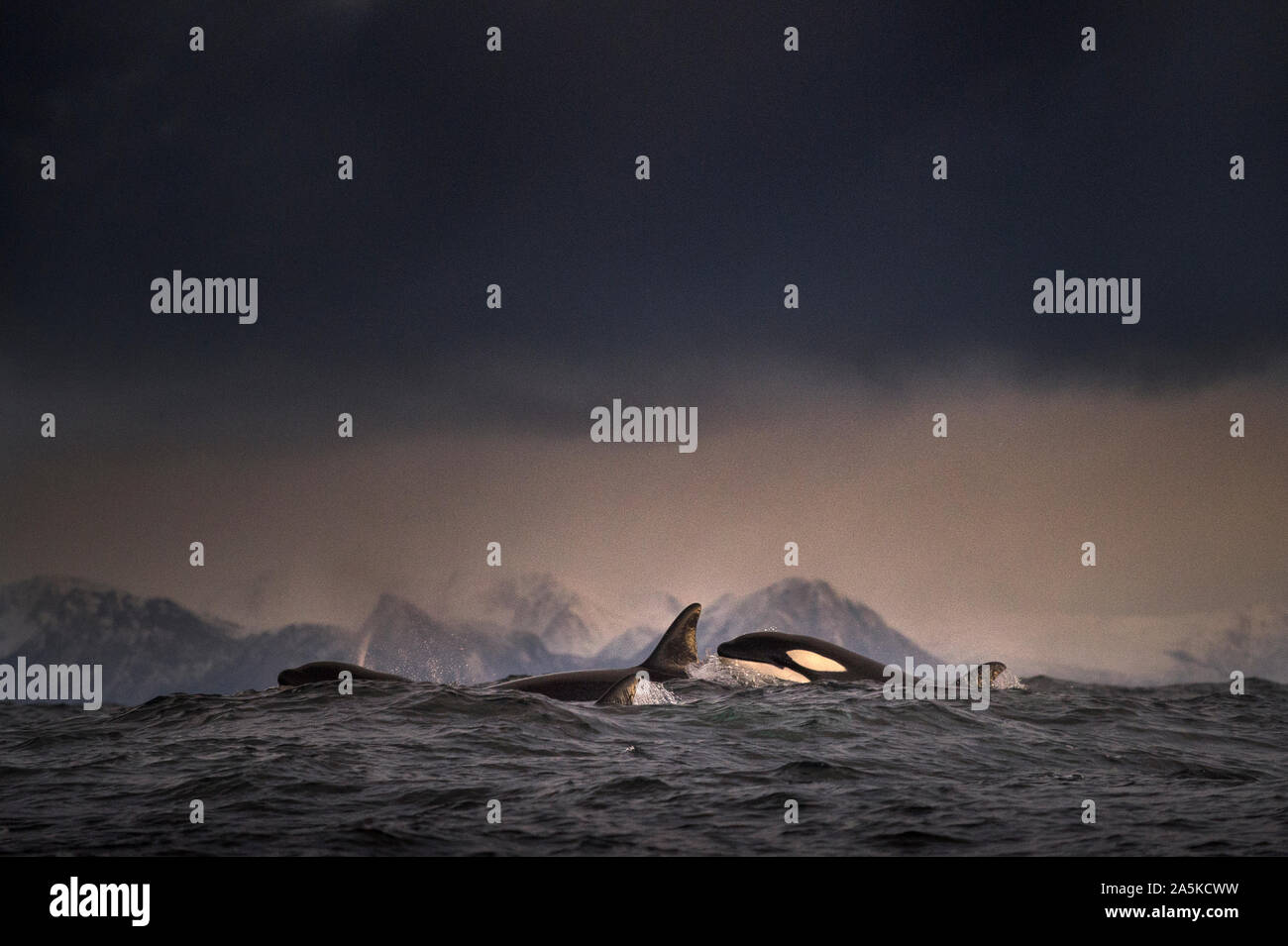 Dark overcast sky over waves, and a school of killer whales (orca ...