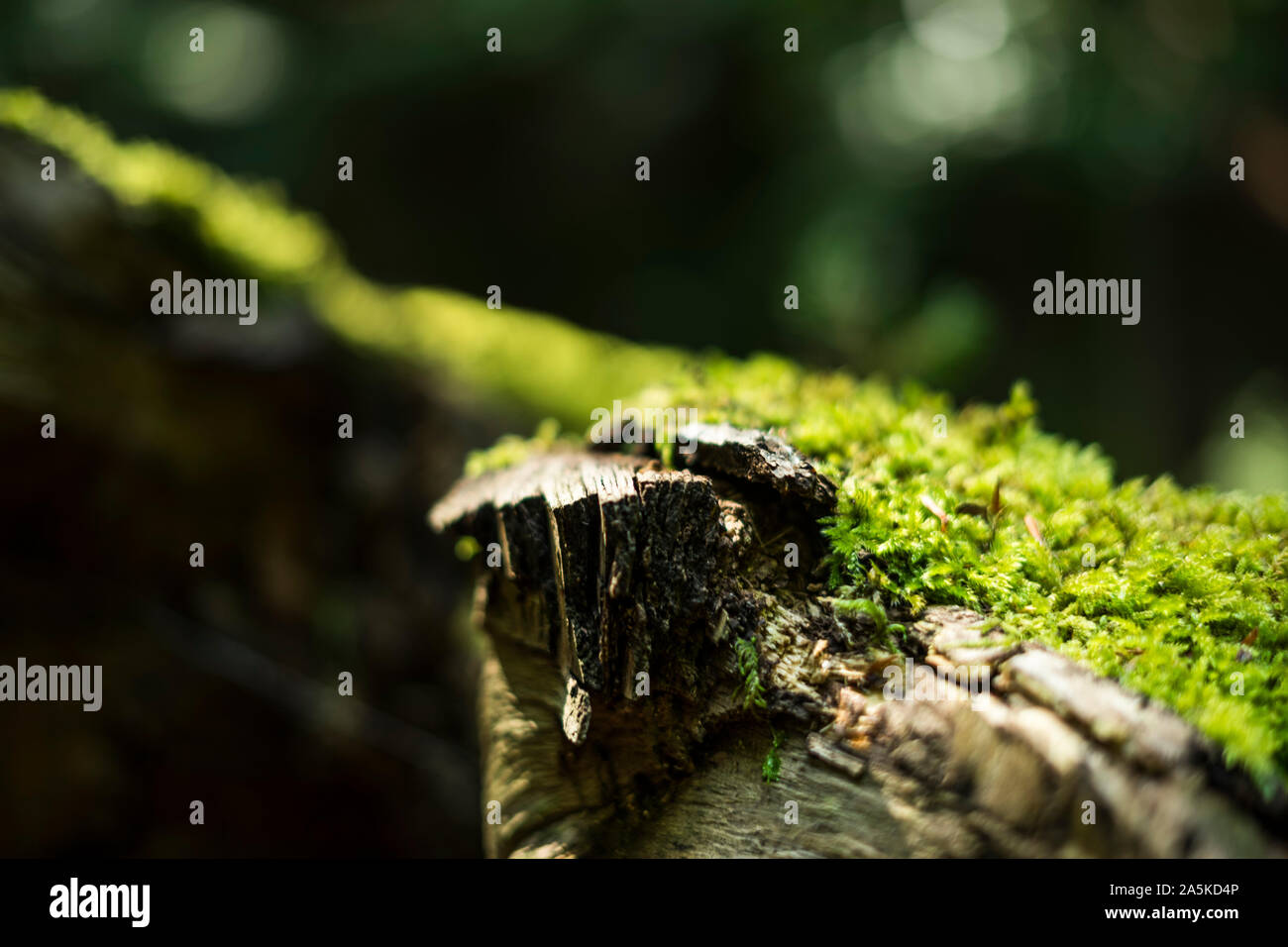 tree close up in summer Stock Photo - Alamy