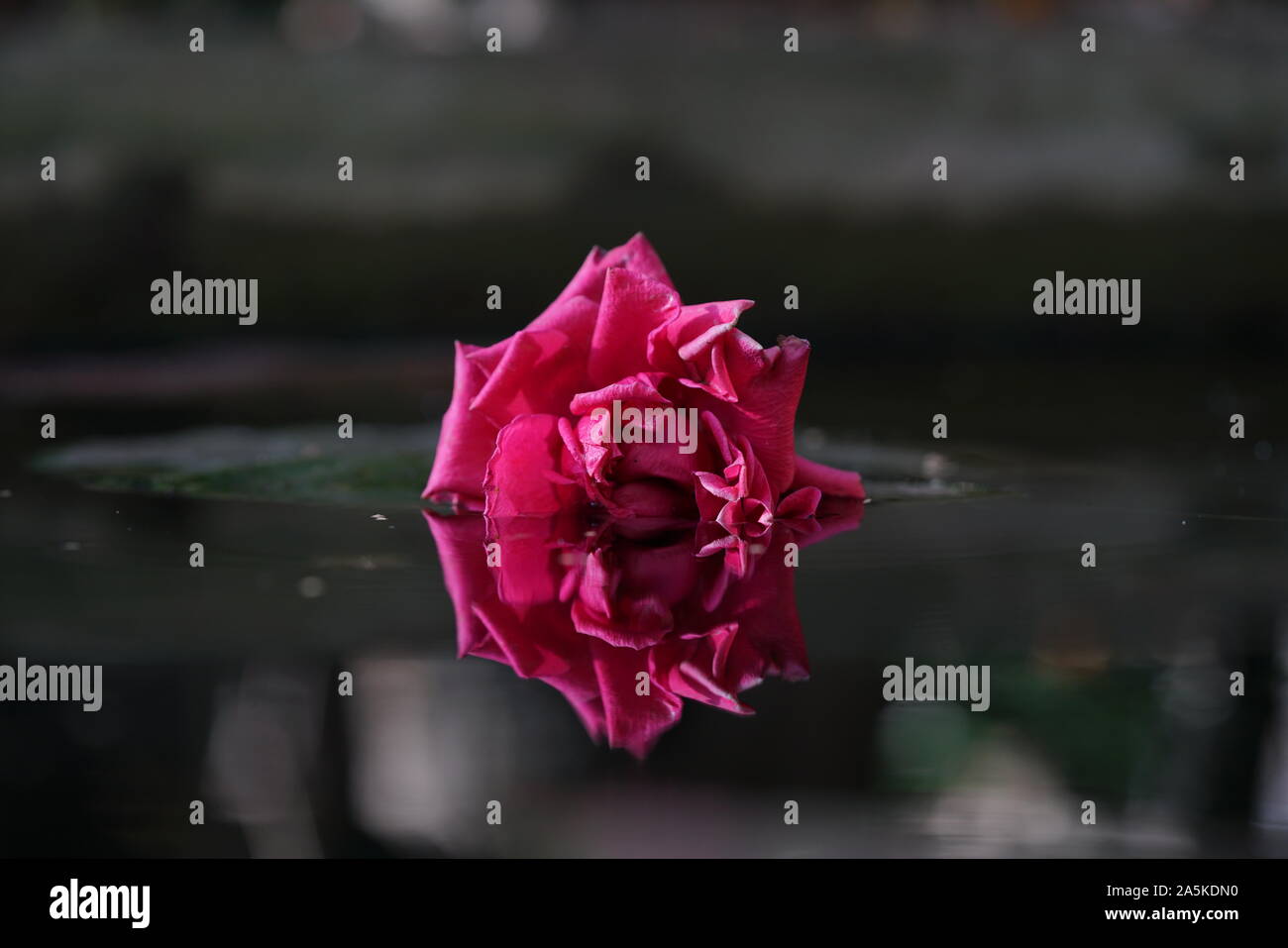 Red rose reflection on water Stock Photo - Alamy