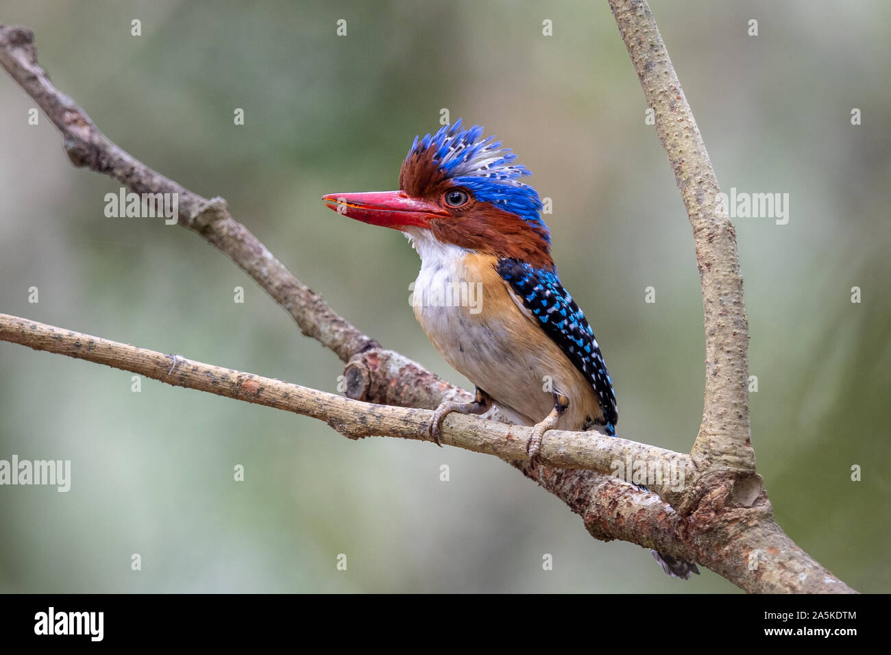 Banded kingfisher hi-res stock photography and images - Alamy