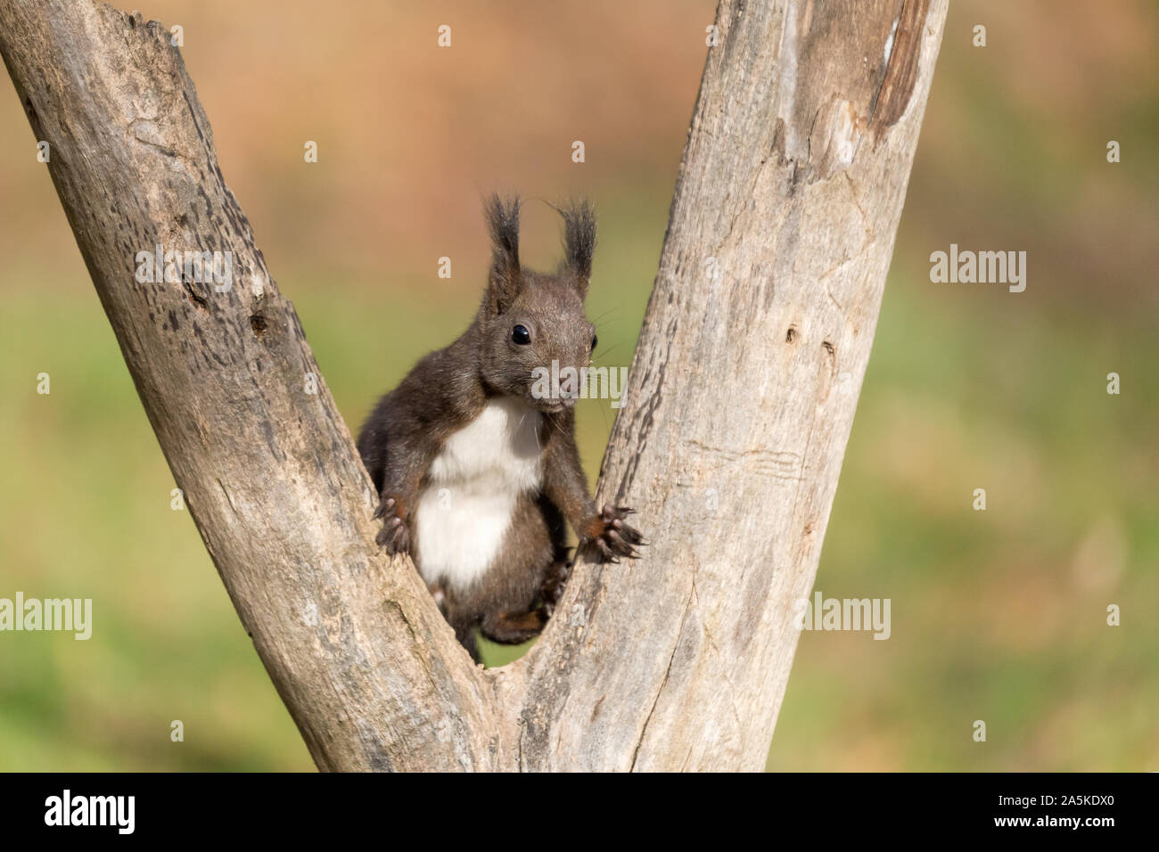 The pretty Red squirrel (Sciurus vulgaris Stock Photo - Alamy