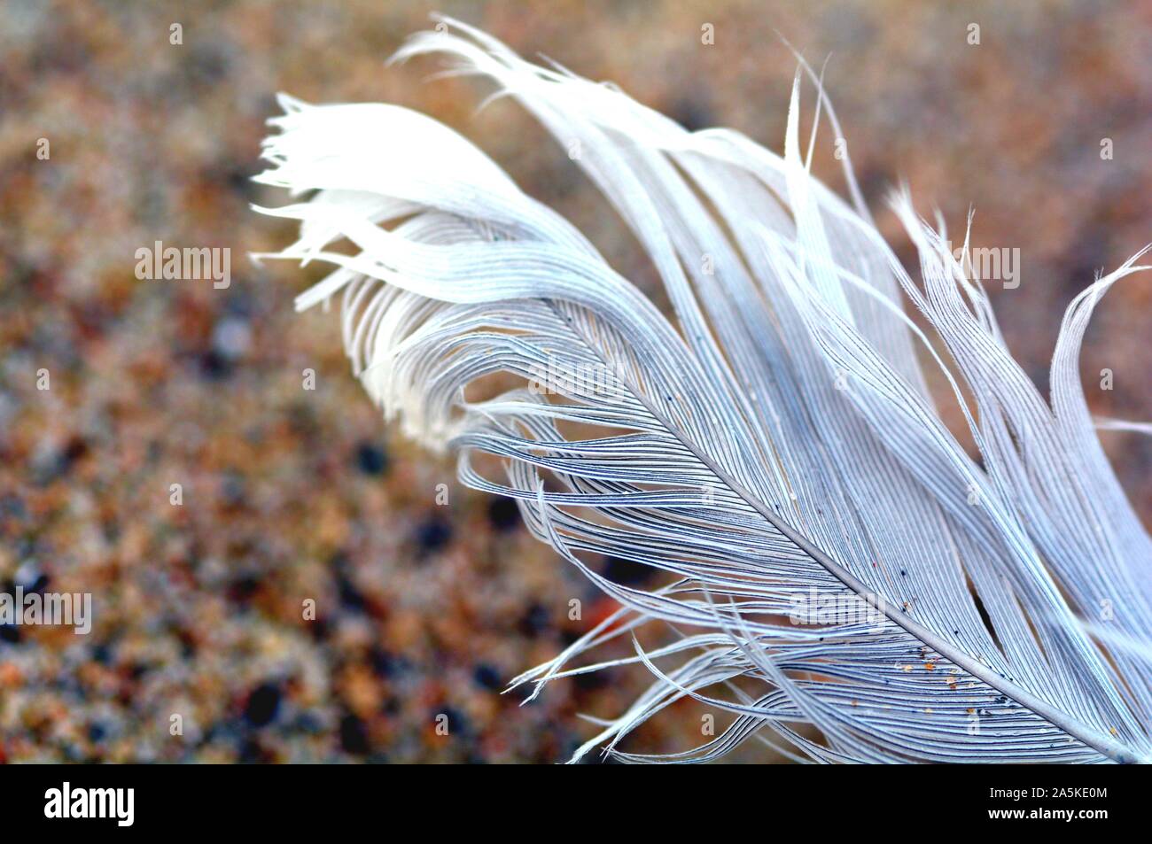 Seagul seagull hi-res stock photography and images - Alamy