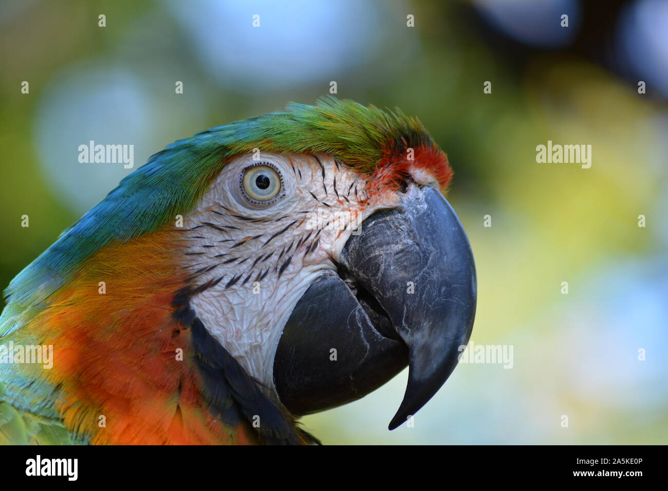 Parrot face hi-res stock photography and images - Alamy