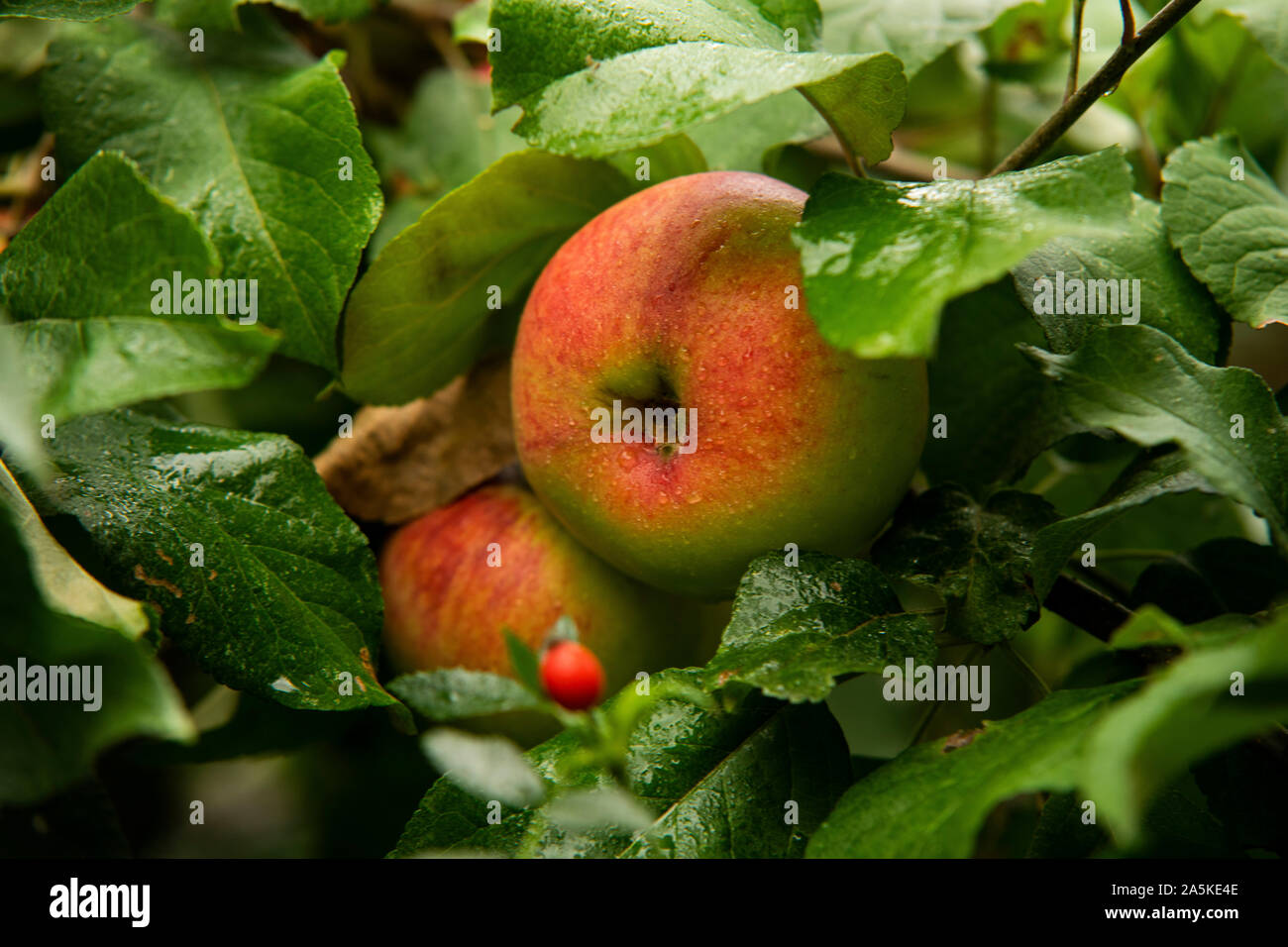 fresh apple after rain Stock Photo - Alamy